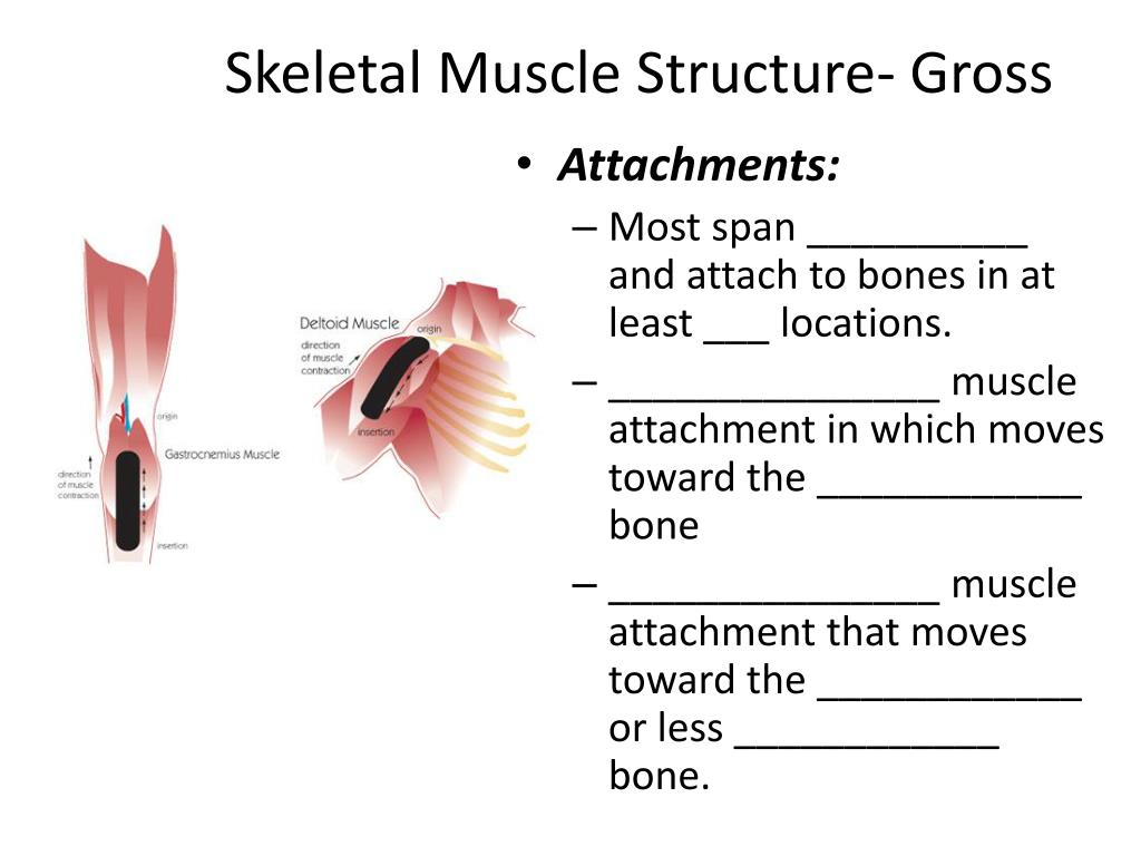 PPT - Muscular System (Chapters 9 and 10) PowerPoint Presentation, free ...