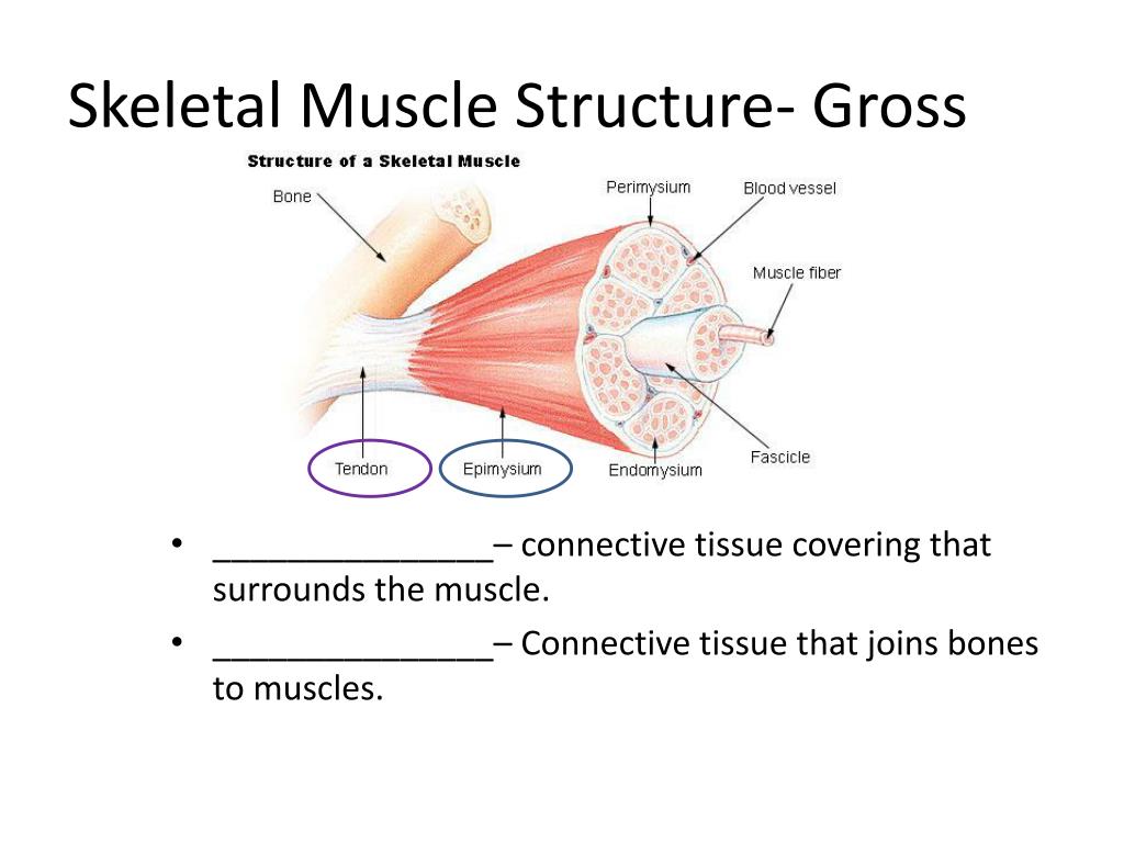 PPT - Muscular System (Chapters 9 and 10) PowerPoint Presentation, free ...