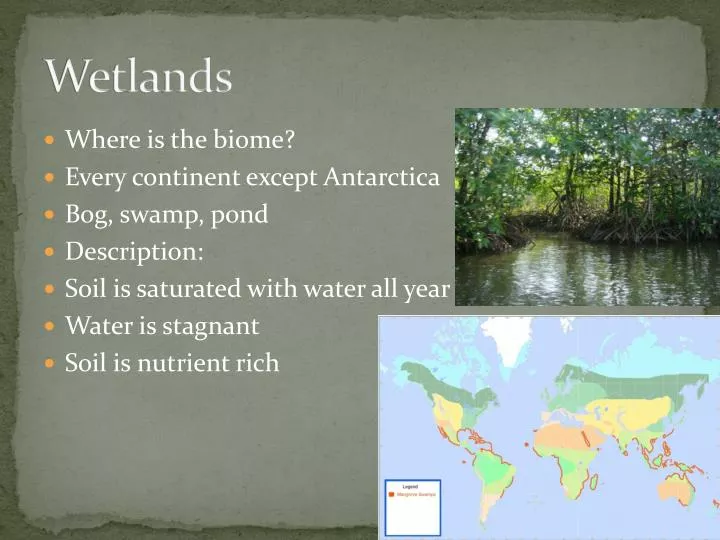 PPT - Wetlands PowerPoint Presentation, free download - ID:2433232