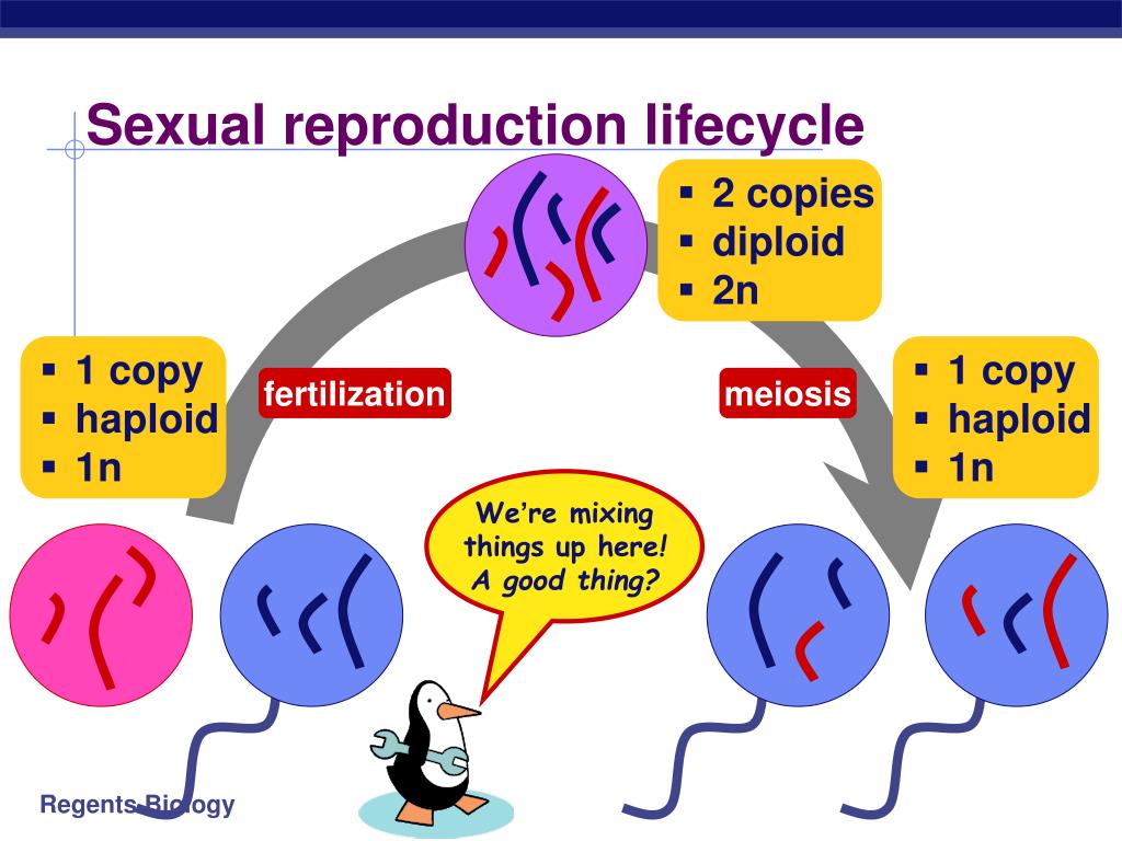 PPT - Meiosis & Sexual Reproduction PowerPoint Presentation, free ...
