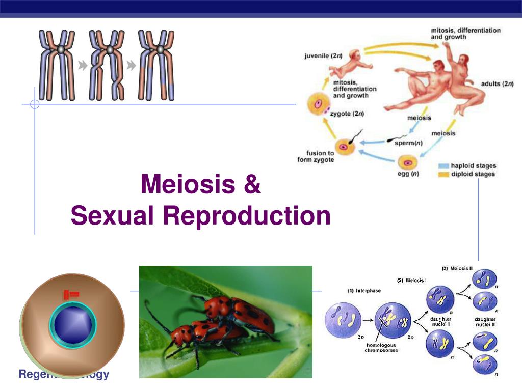 PPT - Meiosis & Sexual Reproduction PowerPoint Presentation, free ...