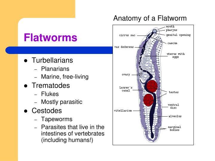 Ppt Chapter 7 Marine Invertebrates Powerpoint Presentation Id2433406