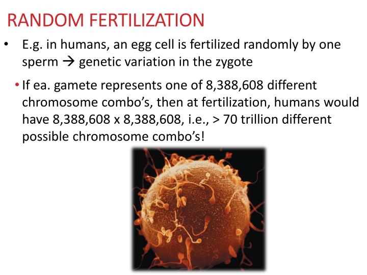 PPT - DAY 6: Sources of genetic variation PowerPoint Presentation - ID ...