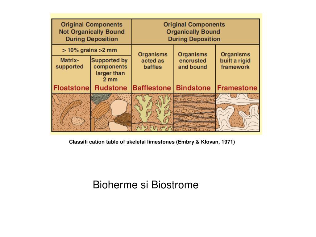 PPT - Curs 9 Biofaciesul sedimentar . Biosecreţie , bioacumulare ...