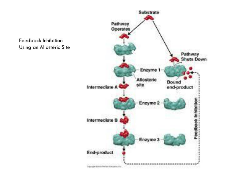 PPT - Enzymes Activation and Deactivation PowerPoint Presentation - ID ...