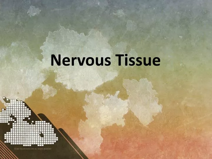 PPT - Nervous Tissue PowerPoint Presentation, free download - ID:2434404