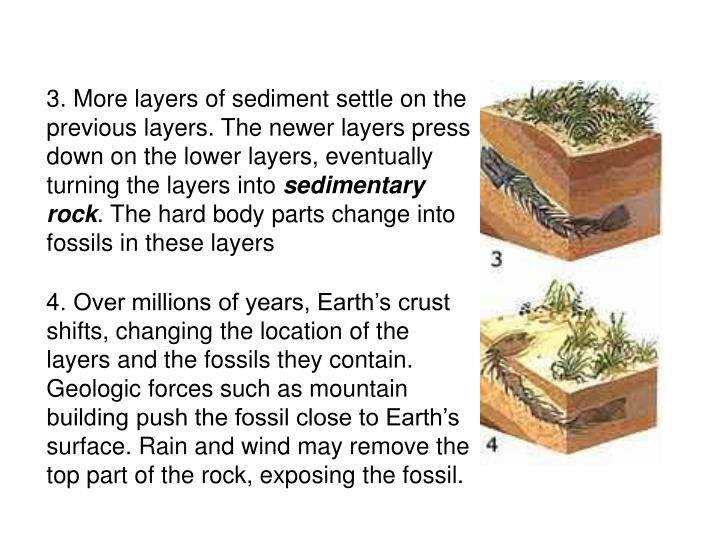 PPT - Fossils: Clues to Earth’s Past PowerPoint Presentation - ID:2434423