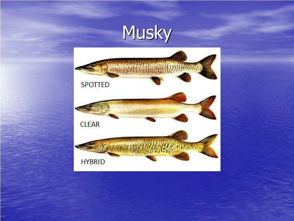 PPT - Aquacultural Fish Species PowerPoint Presentation, free download ...