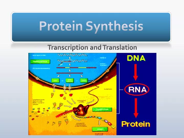 PPT - Protein Synthesis PowerPoint Presentation, free download - ID:2435351