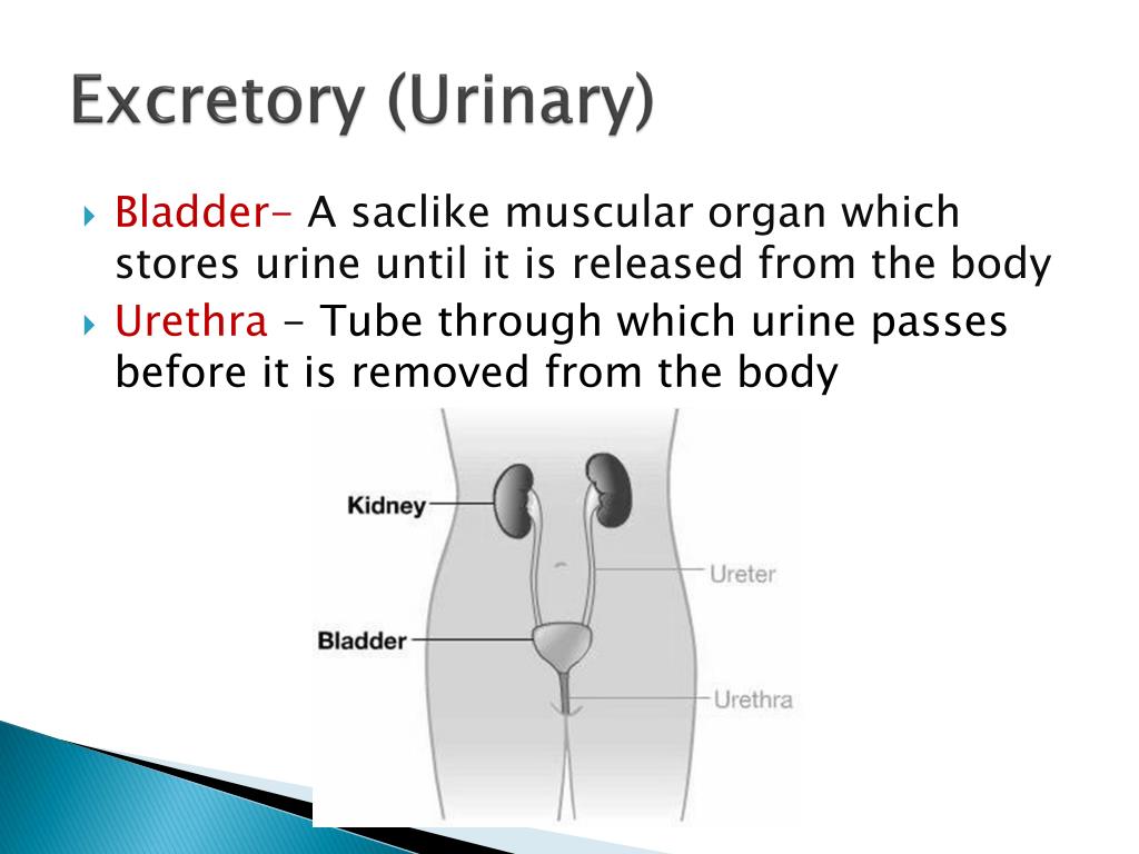 PPT - Human Body- Excretory (Urinary) & Integumentary PowerPoint ...