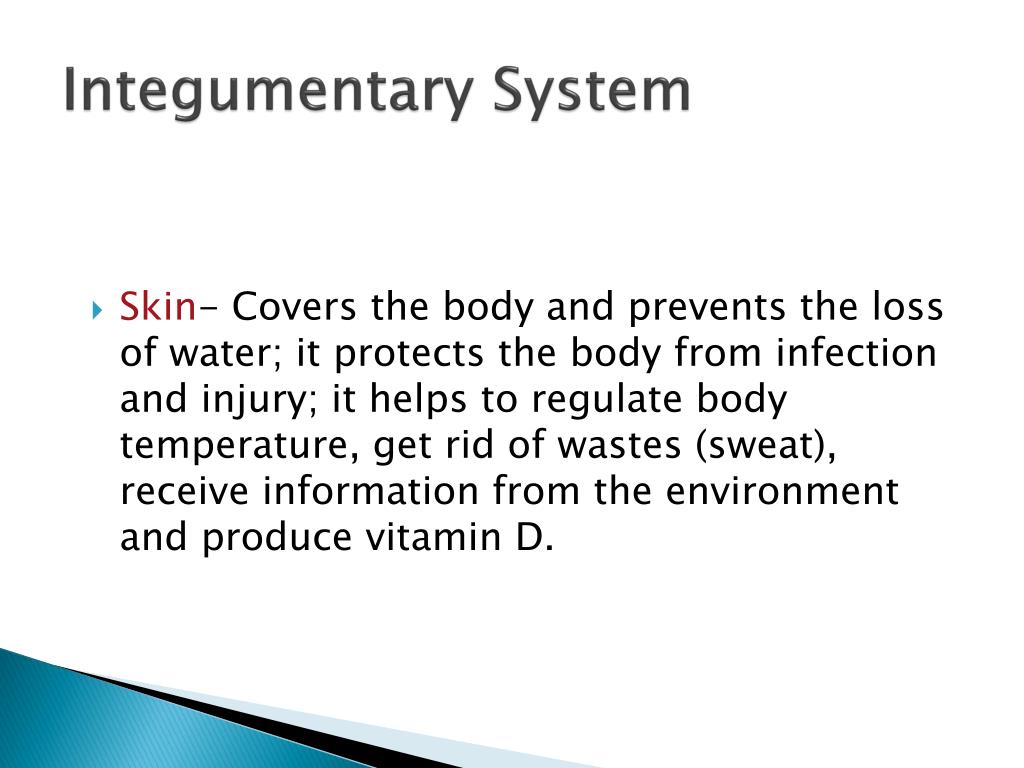 PPT - Human Body- Excretory (Urinary) & Integumentary PowerPoint ...