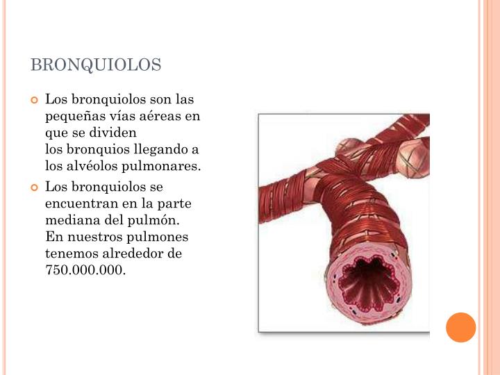 PPT - Sistema respiratorio PowerPoint Presentation - ID:2435760