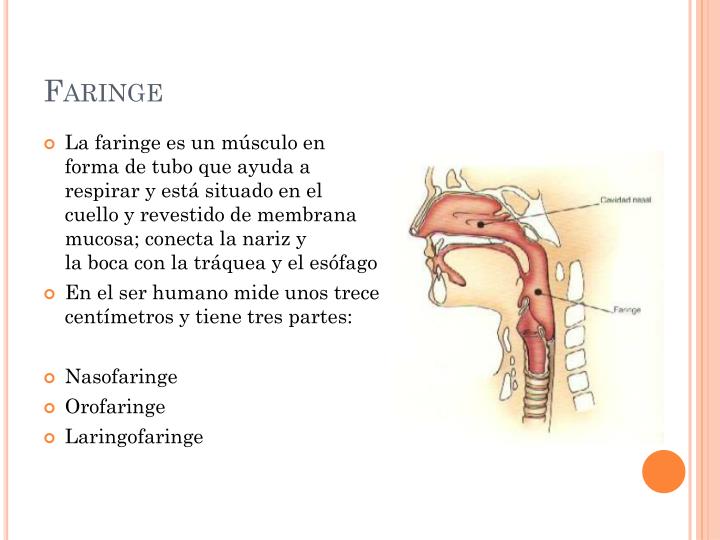 PPT - Sistema respiratorio PowerPoint Presentation - ID:2435760