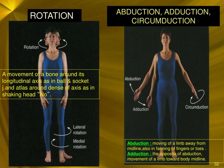 PPT - JOINTS & MOVEMENTS PowerPoint Presentation - ID:2436348