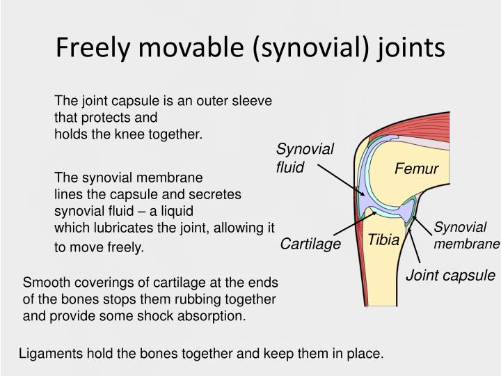 PPT - Unit 1: Types of Joints PowerPoint Presentation - ID:2436374