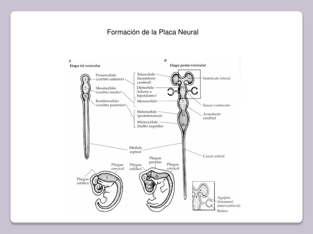PPT - TERCERA SEMANA DE DESARROLLO EMBRIONARIO EQUIPO: 3 PowerPoint ...
