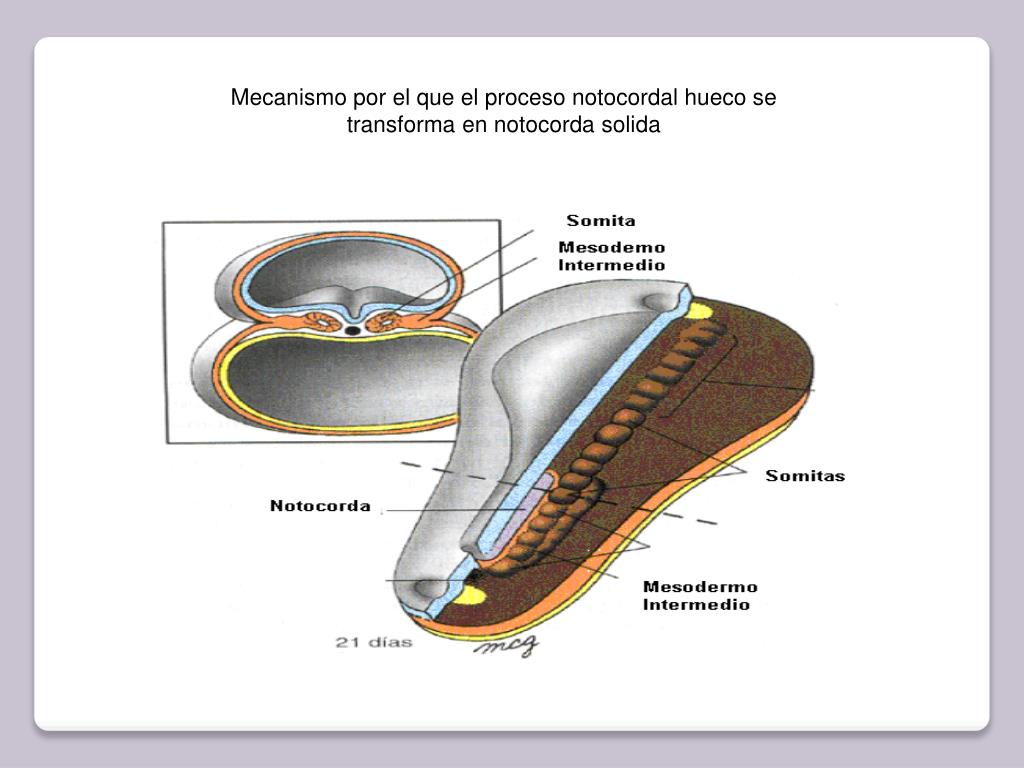 PPT - TERCERA SEMANA DE DESARROLLO EMBRIONARIO EQUIPO: 3 PowerPoint ...