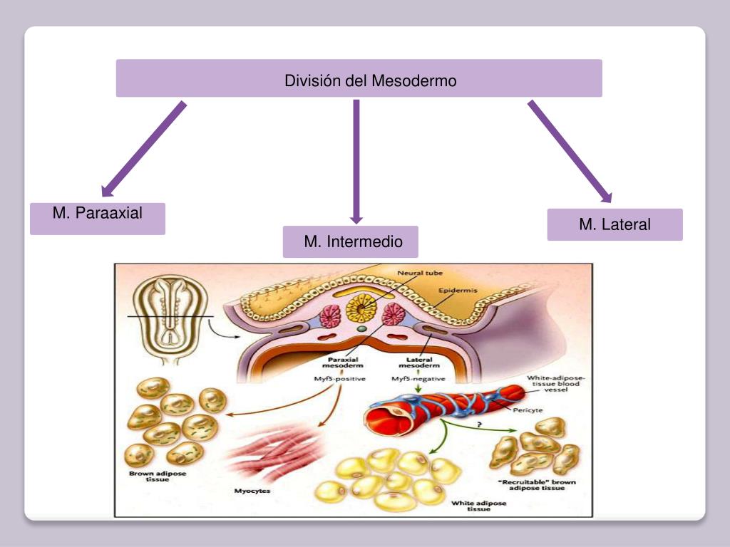 PPT - TERCERA SEMANA DE DESARROLLO EMBRIONARIO EQUIPO: 3 PowerPoint ...