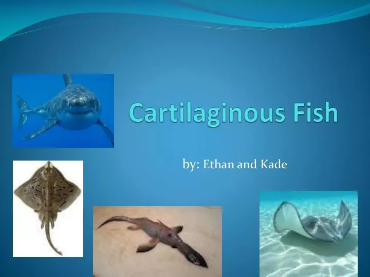 PPT - Cartilaginous Fish PowerPoint Presentation, free download - ID ...