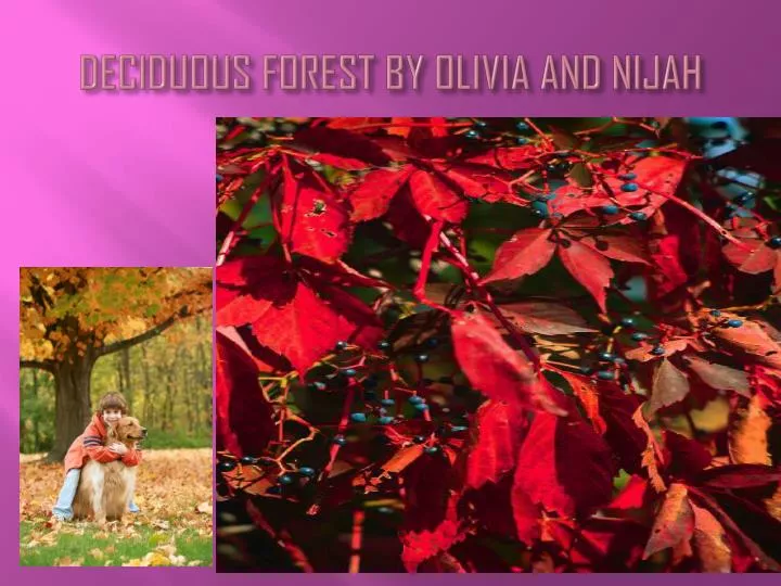 PPT - DECIDUOUS FOREST BY OLIVIA AND NIJAH PowerPoint Presentation, free download - ID:2436736