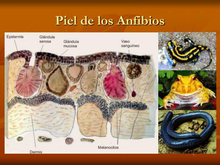 PPT - Anfibios de Costa Rica PowerPoint Presentation - ID:2436803