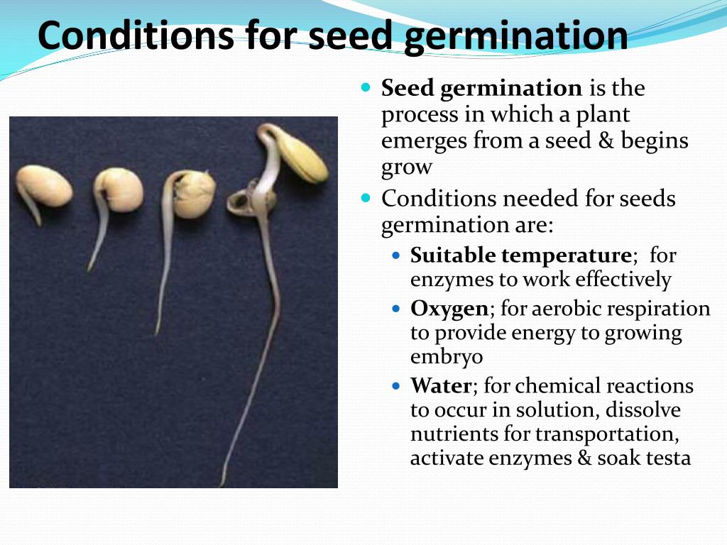 PPT - Sexual reproduction in plants PowerPoint Presentation, free download - ID:2437474