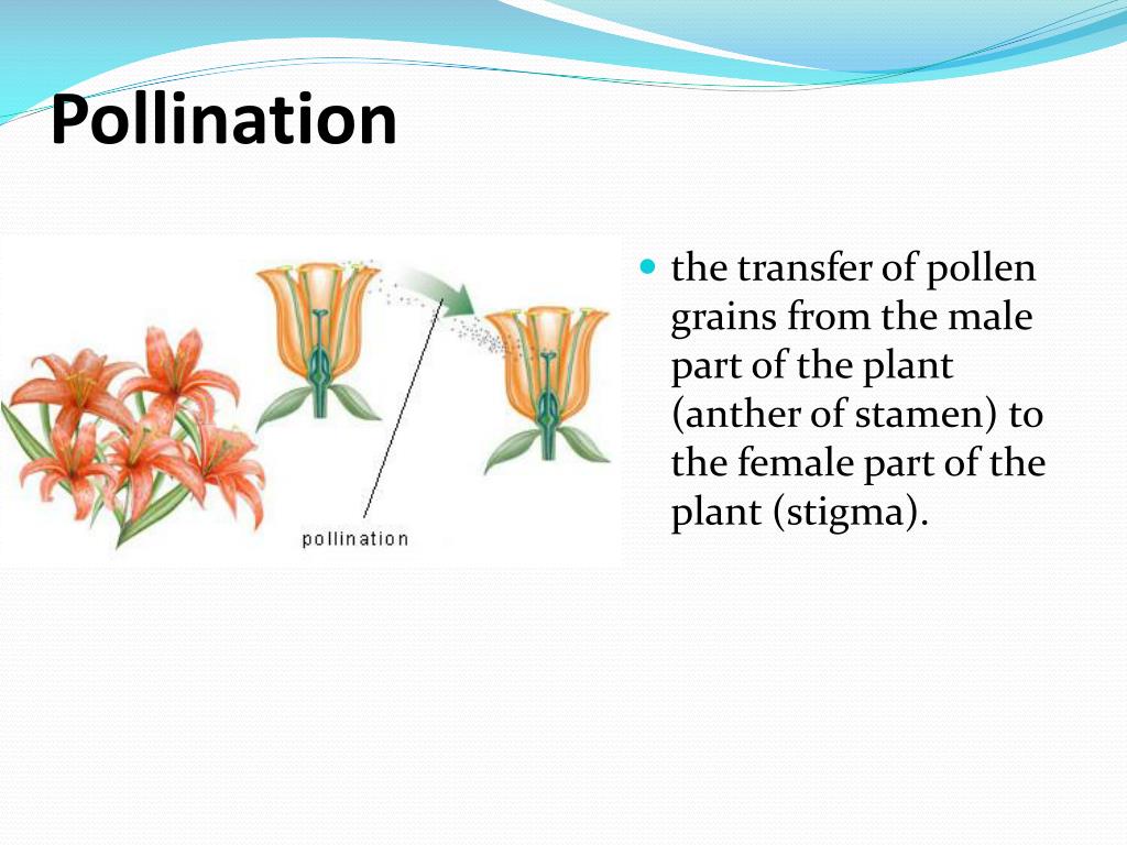 PPT - Sexual reproduction in plants PowerPoint Presentation, free download - ID:2437474