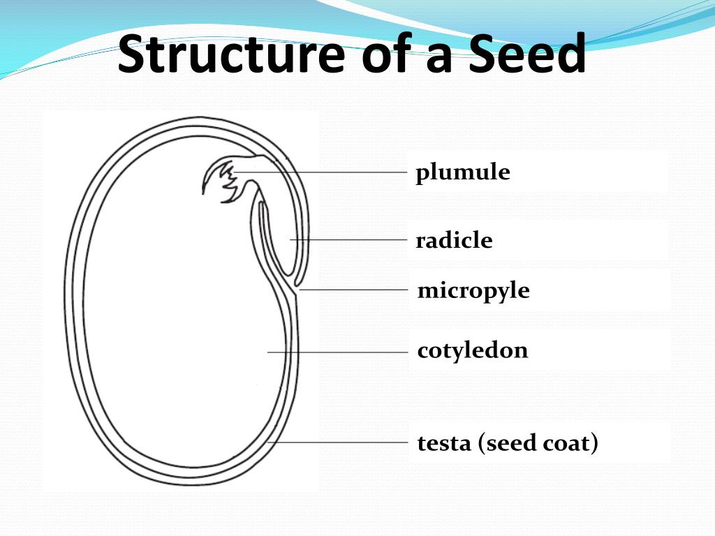 PPT - Sexual reproduction in plants PowerPoint Presentation, free ...
