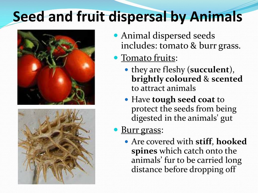 PPT - Sexual reproduction in plants PowerPoint Presentation, free download - ID:2437474