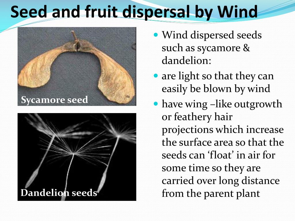 PPT - Sexual reproduction in plants PowerPoint Presentation, free download - ID:2437474