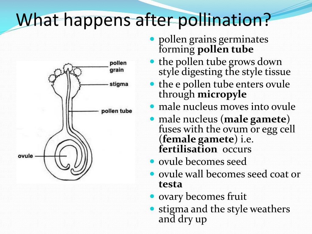 PPT - Sexual reproduction in plants PowerPoint Presentation, free download - ID:2437474