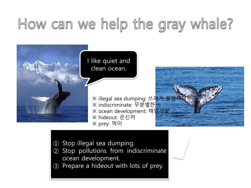PPT - ENDANGERED SPECIES OF KOREA PowerPoint Presentation, free ...