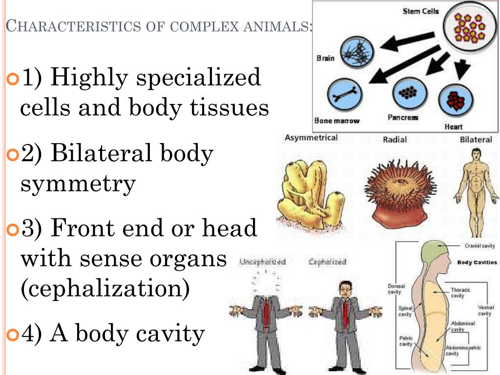 PPT - Kingdom Animalia PowerPoint Presentation, free download - ID:2437822