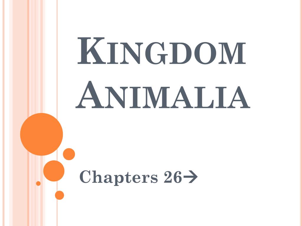 PPT - Kingdom Animalia PowerPoint Presentation, free download - ID:2437822