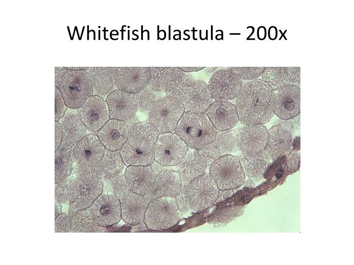 PPT - Mitosis Onion root tip & Whitefish blastula PowerPoint ...