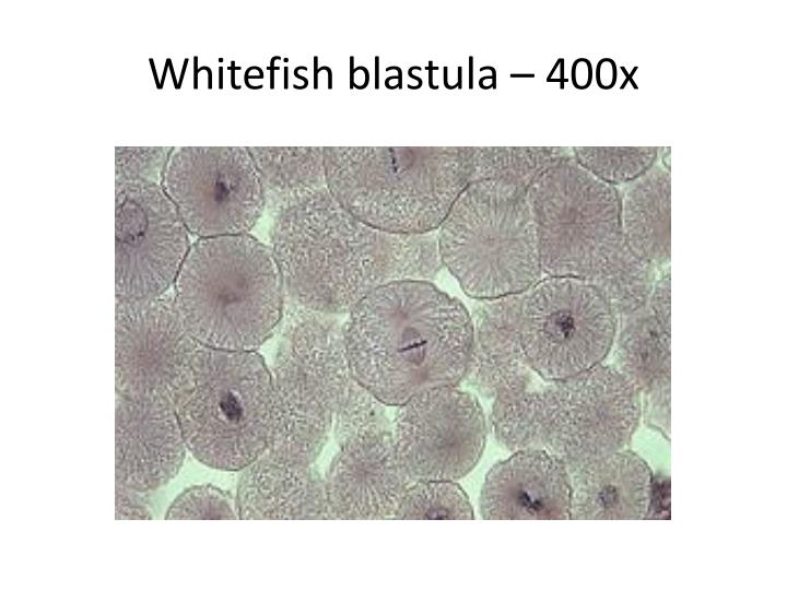 PPT - Mitosis Onion root tip & Whitefish blastula PowerPoint ...