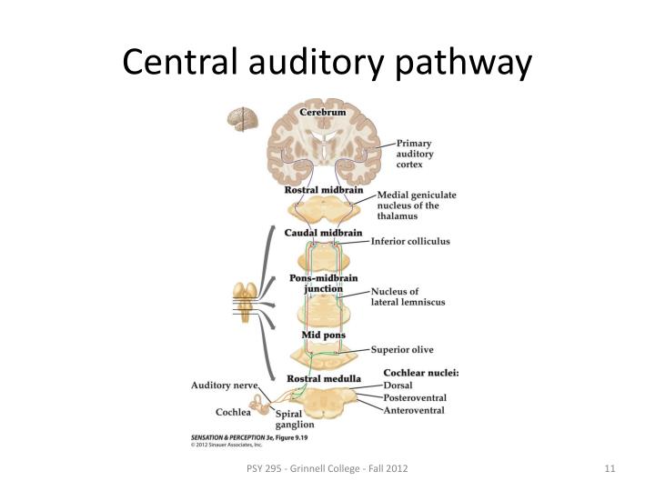 PPT - Auditory Physiology 2 PowerPoint Presentation - ID:2437931