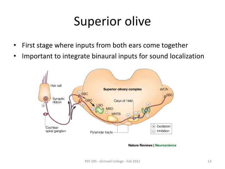 PPT - Auditory Physiology 2 PowerPoint Presentation - ID:2437931