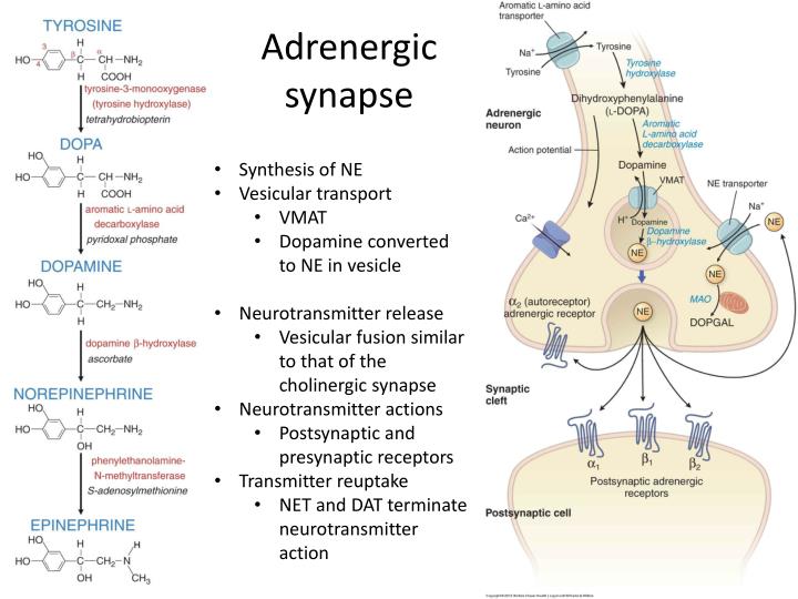 PPT - Introduction to the Autonomic Nervous System PowerPoint ...