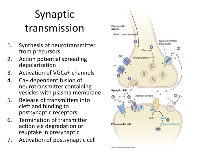 PPT - Introduction to the Autonomic Nervous System PowerPoint ...