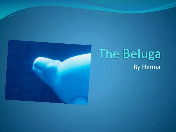PPT - The Beluga PowerPoint Presentation, free download - ID:2438134
