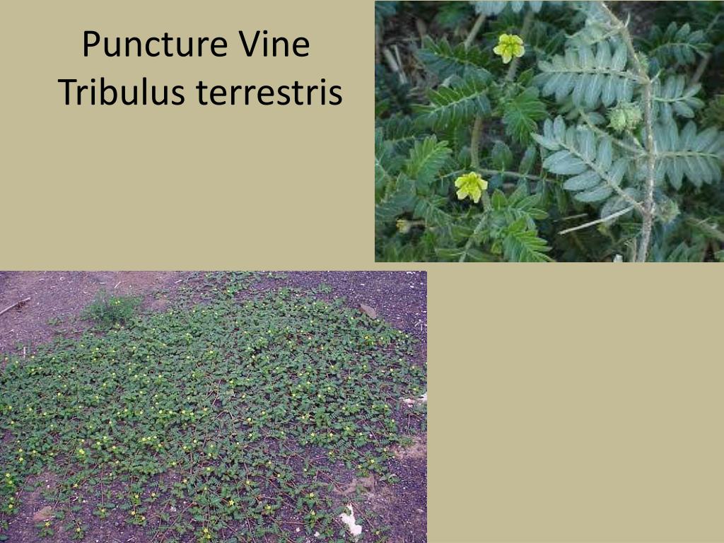 PPT - Bur buttercup (Ranunculus testiculatus ) PowerPoint Presentation ...