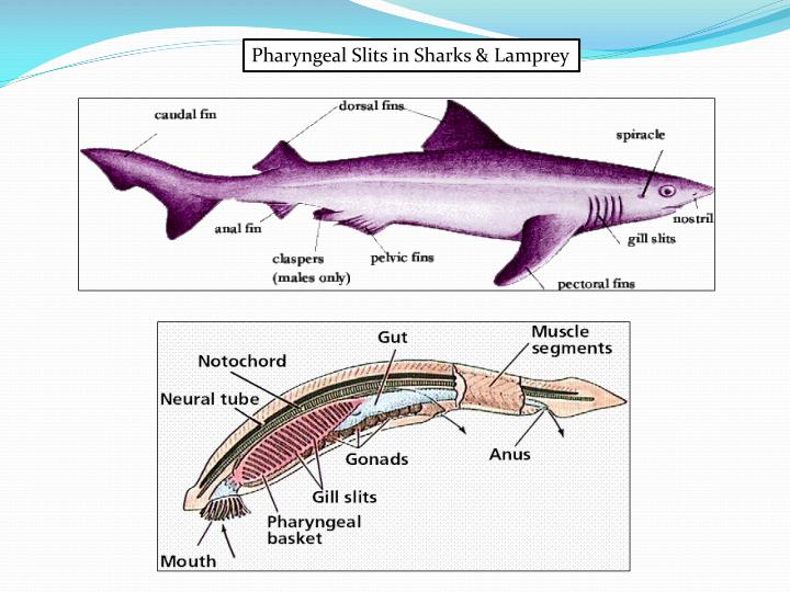 PPT - Chapter 23 PowerPoint Presentation - ID:2438602