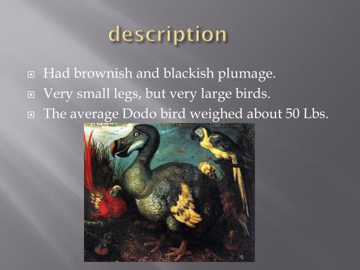 PPT - Dodo bird PowerPoint Presentation - ID:2438666
