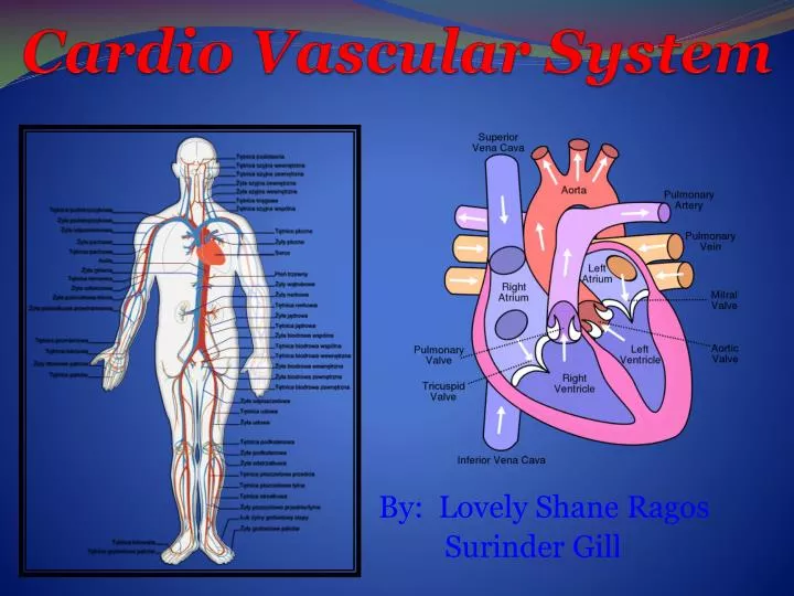 Ppt Cardio Vascular System Powerpoint Presentation Free Download
