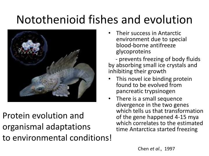PPT - LOSER: Antarctic Notothenioid Fishes PowerPoint Presentation - ID ...