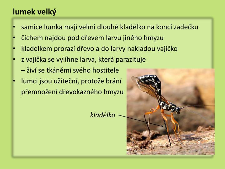 PPT - Gymnázium, Broumov, Hradební 218 Tematická oblast: Člověk a ...
