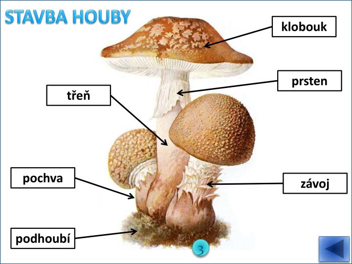 PPT - Houby PowerPoint Presentation - ID:2440131