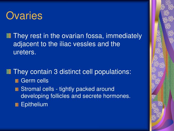 PPT - Pelvic Anatomy PowerPoint Presentation - ID:2440146