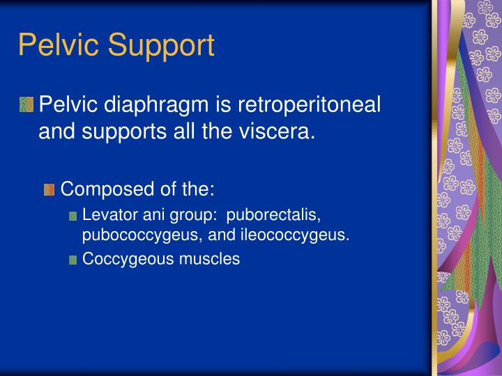 PPT - Pelvic Anatomy PowerPoint Presentation - ID:2440146